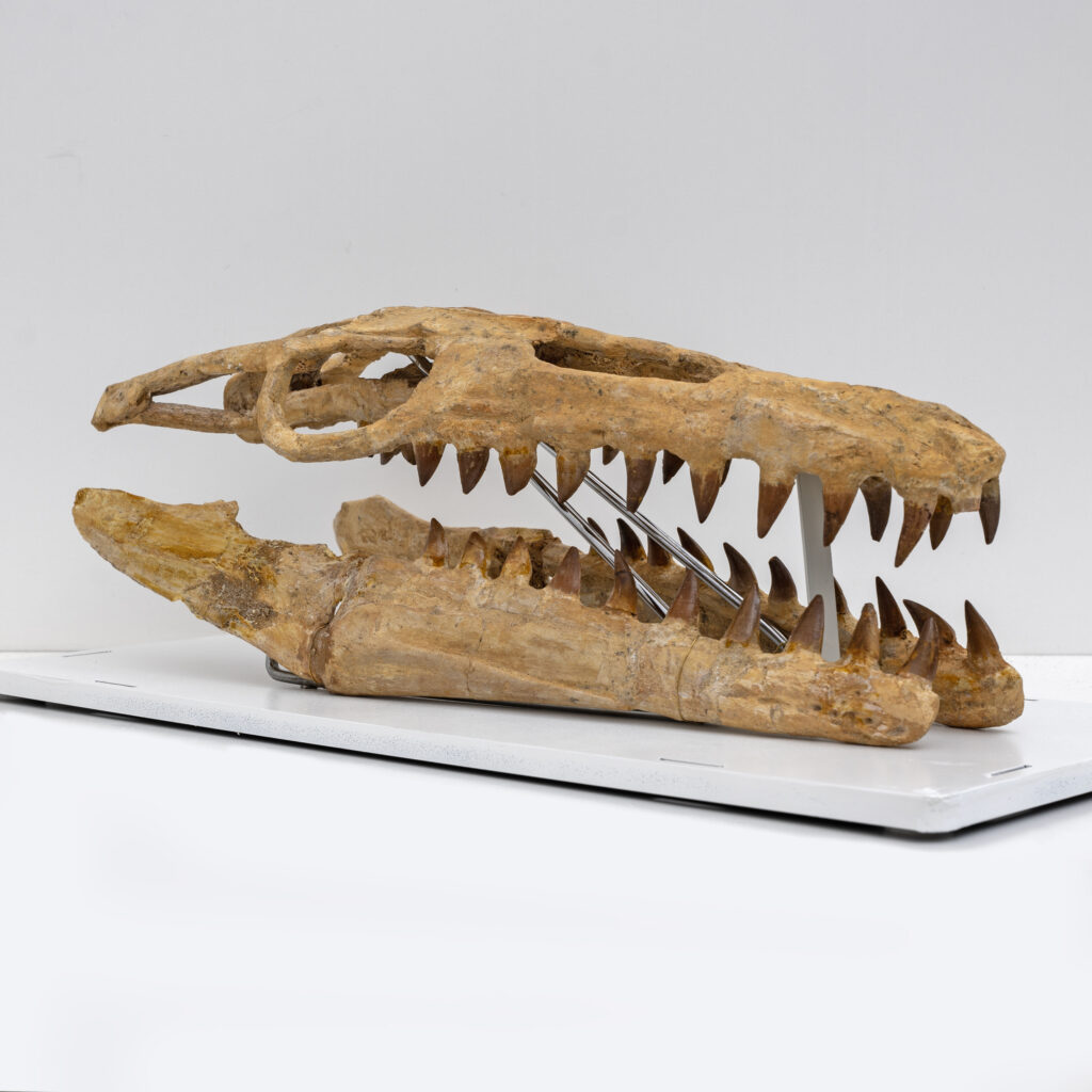Fossilised Skull of Prehistoric Marine Reptile the Mosasaur - Mid ...